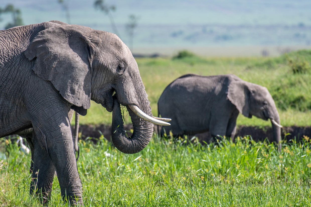 The most endangered species on Earth