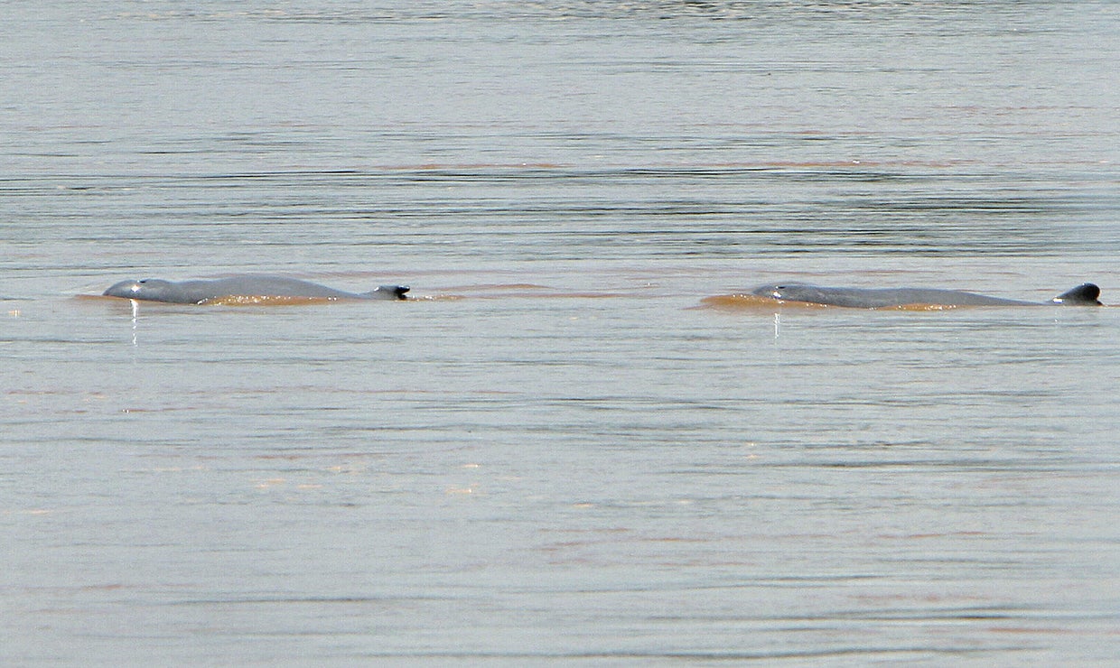 The most endangered species on Earth