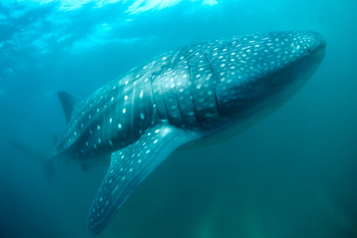 The most endangered species on Earth