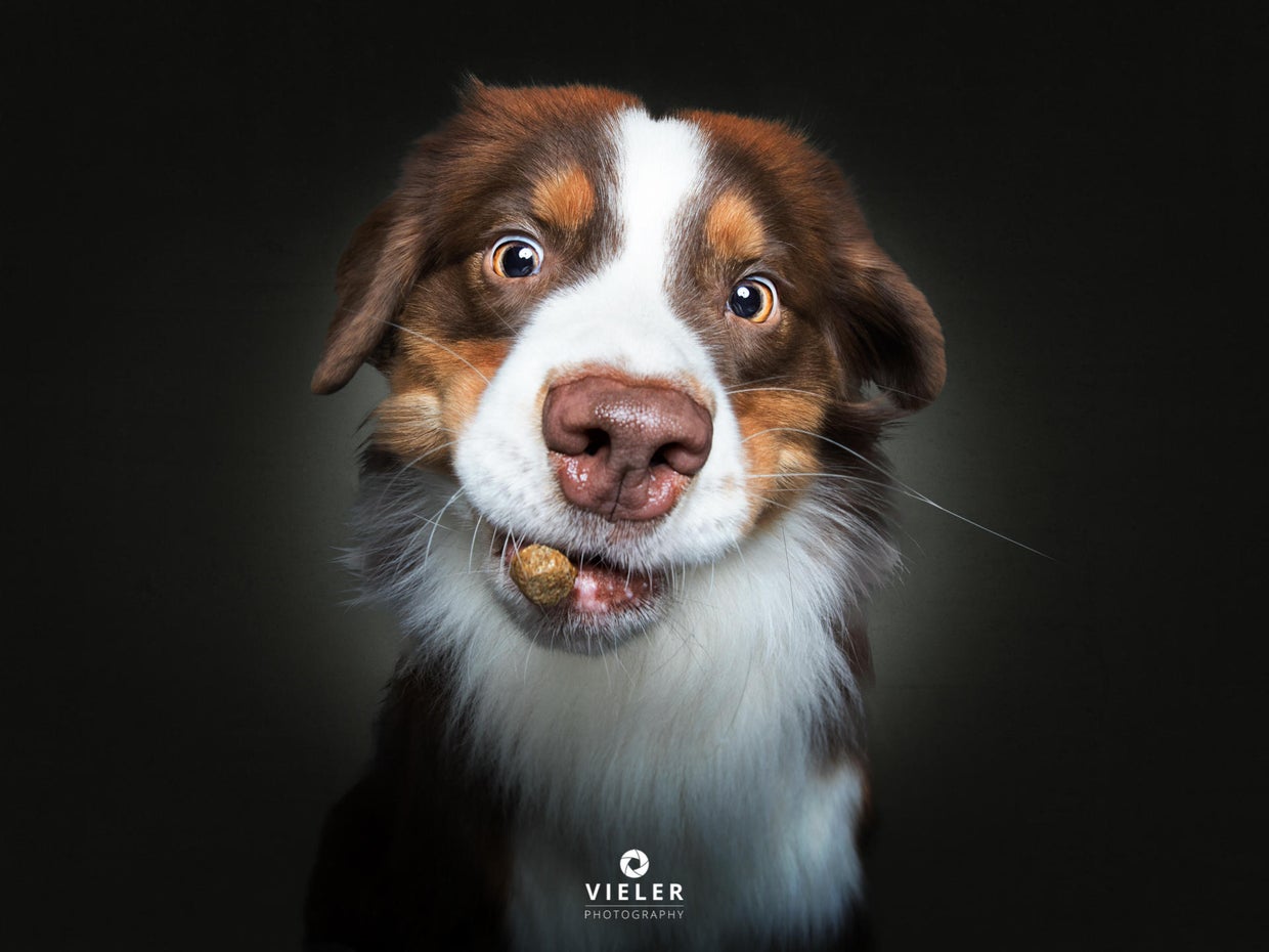 Just 54 photos of dogs getting treats