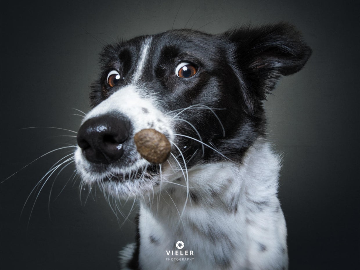 Just 54 photos of dogs getting treats