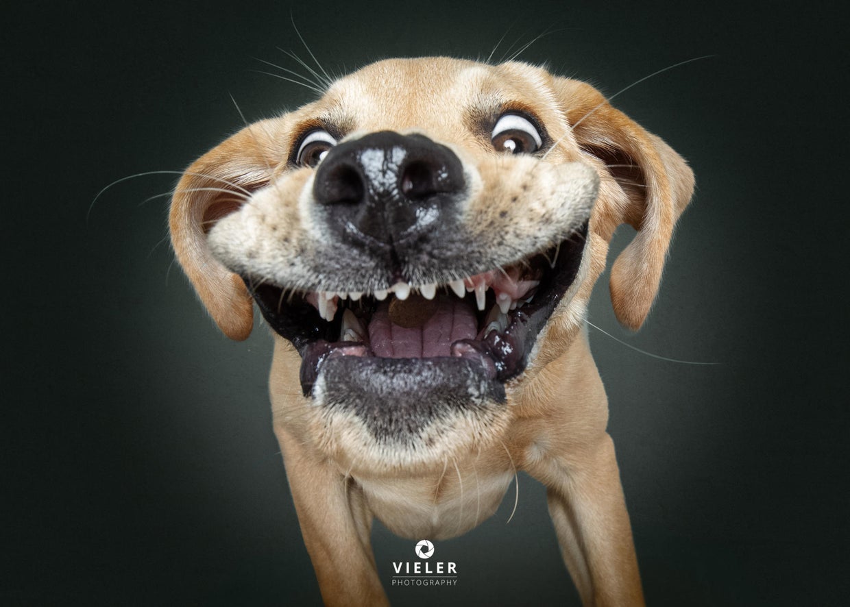 Just 54 photos of dogs getting treats