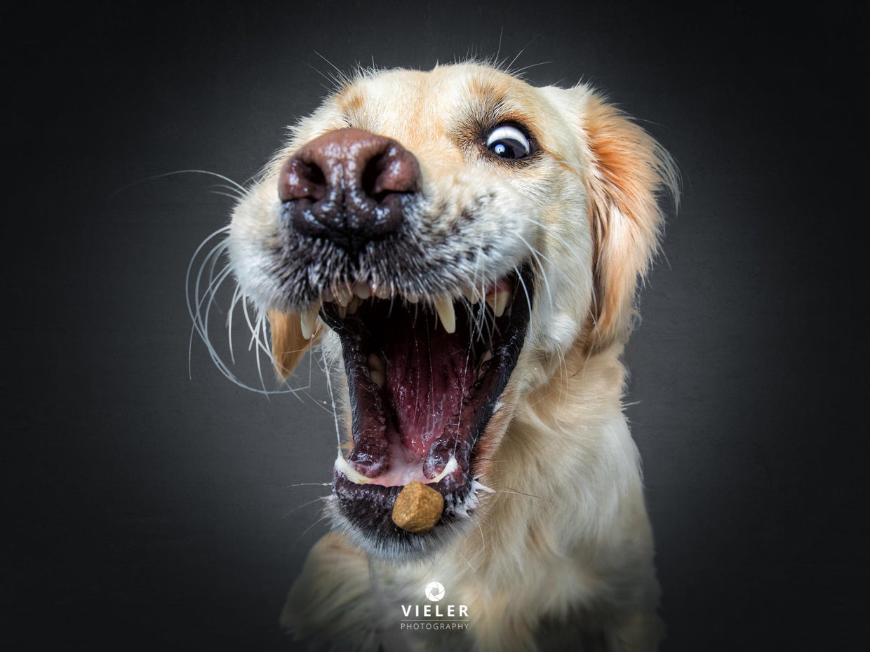 Just 54 photos of dogs getting treats
