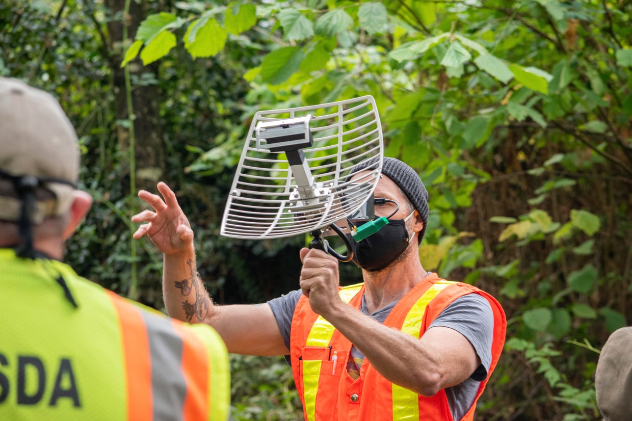 "Murder hornets" in America: What you need to know