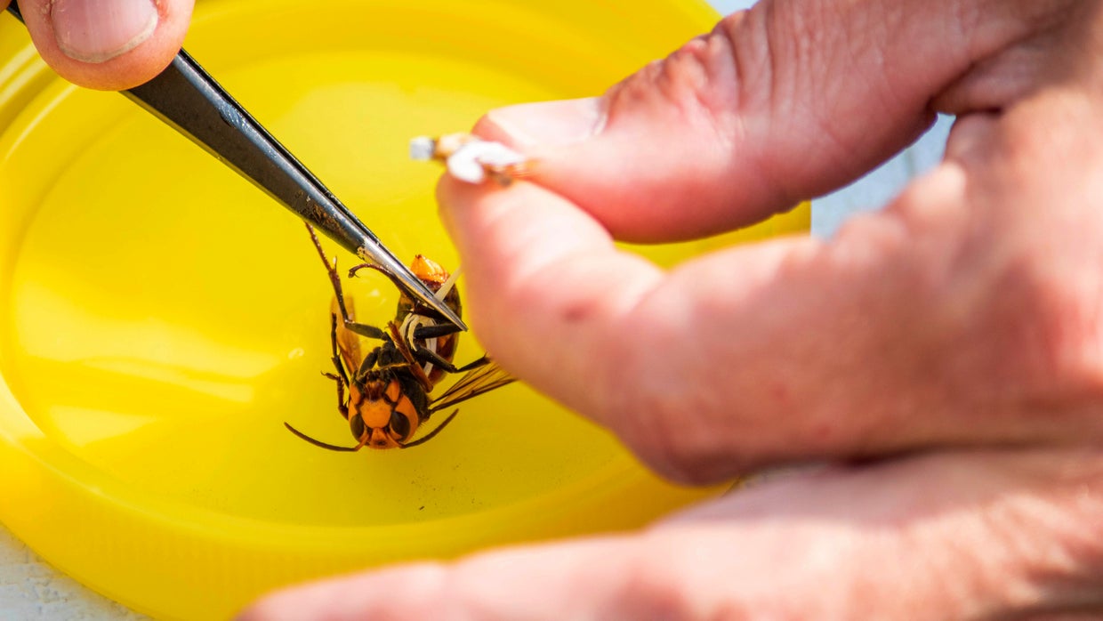 "Murder hornets" in America: What you need to know