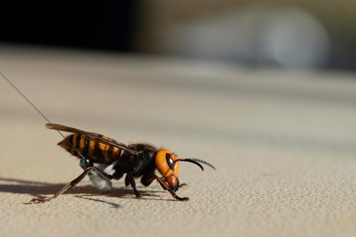 "Murder hornets" in America: What you need to know