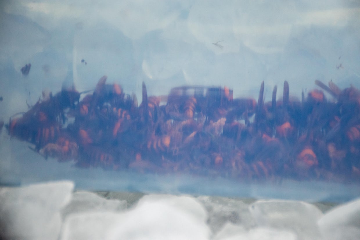 "Murder hornets" in America: What you need to know