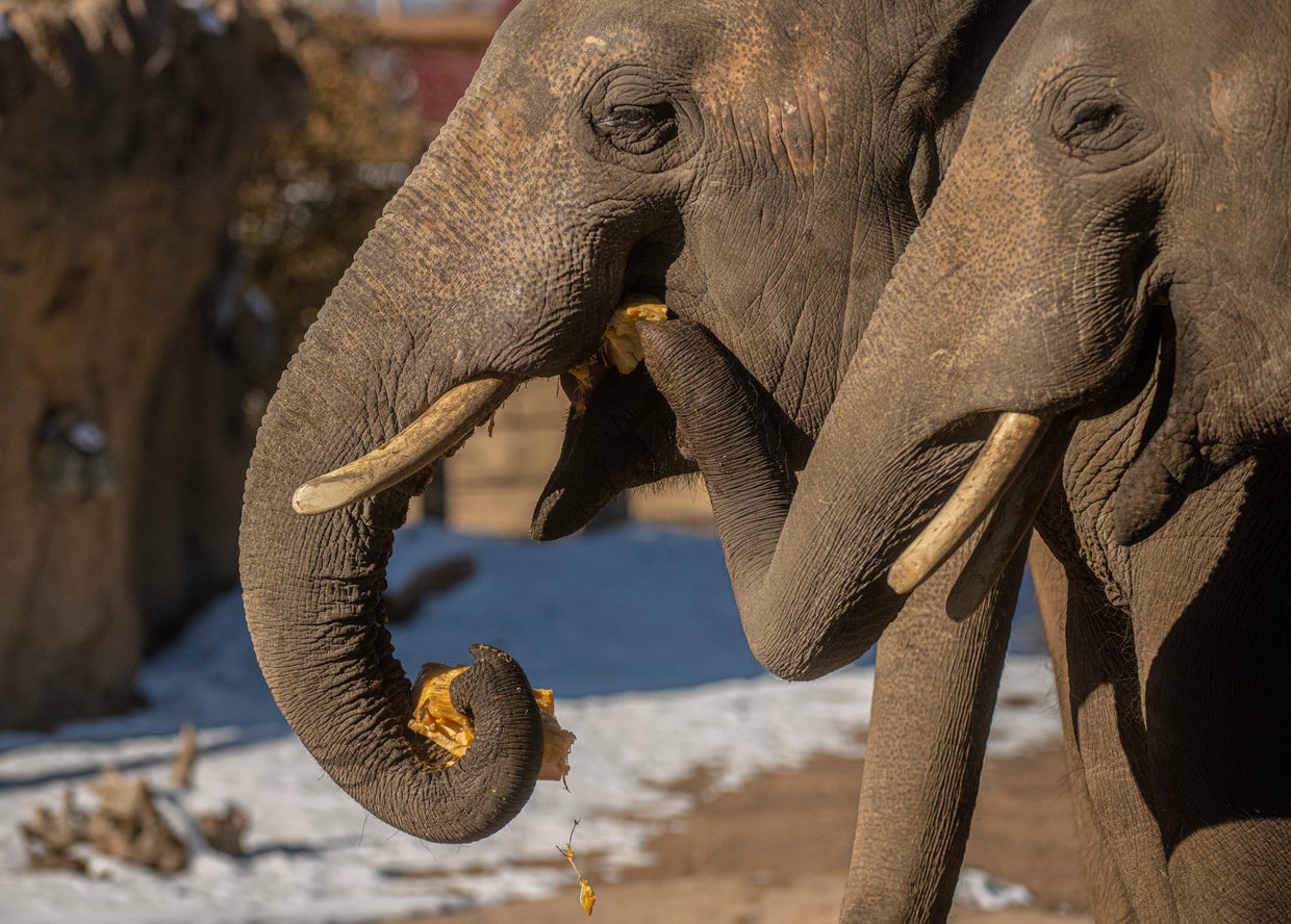 'Squish The Squash' Denver Zoo Elephants Help Foot $1 Million Food Bill ...