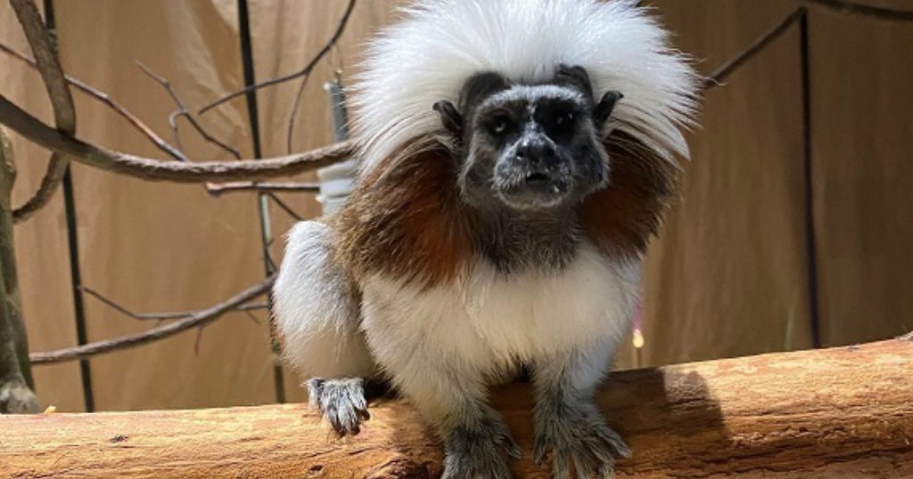 Help Name The Museum Of Science's New Cotton-Top Tamarin - CBS Boston