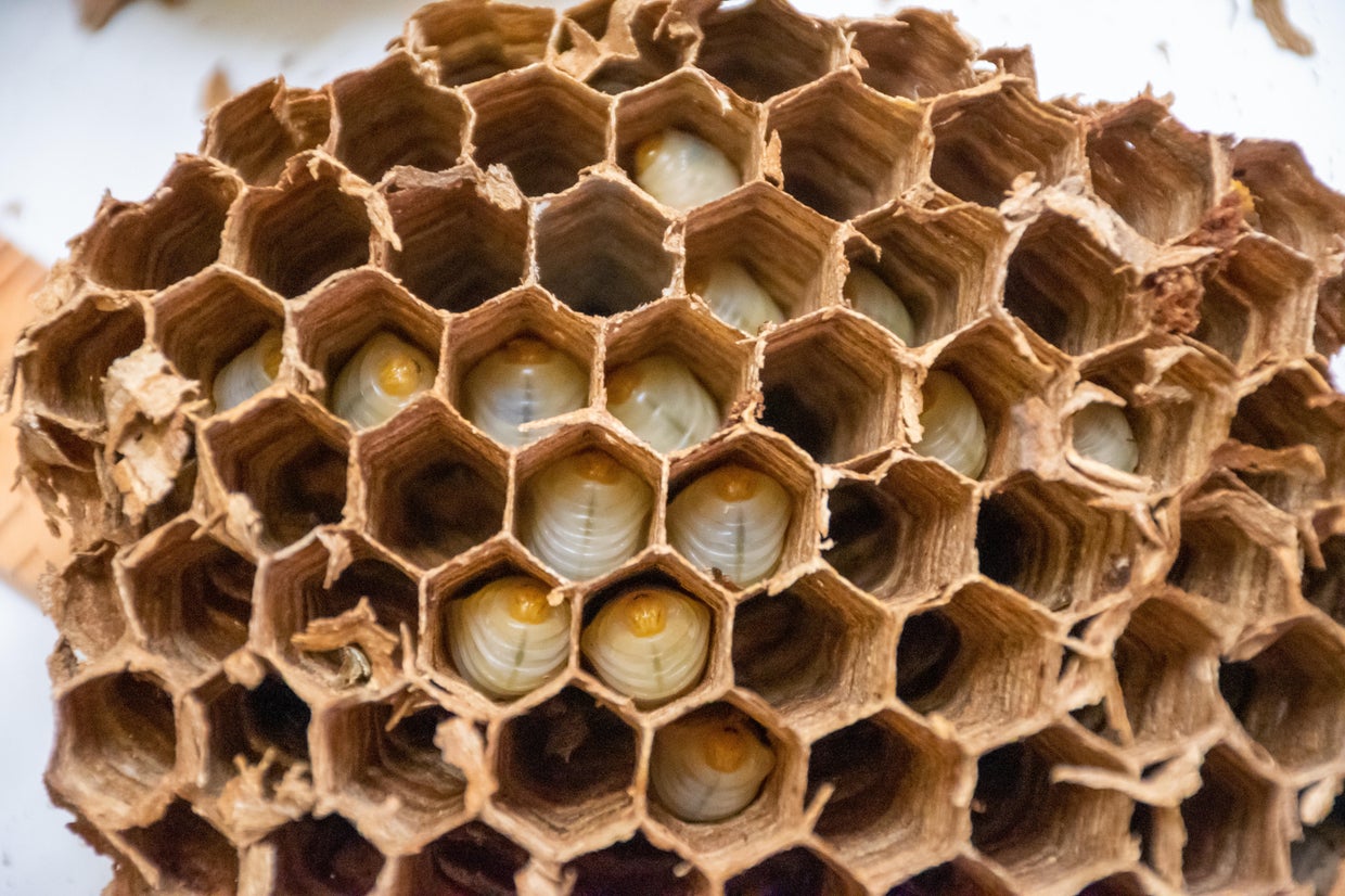 "Murder hornets" in America: What you need to know