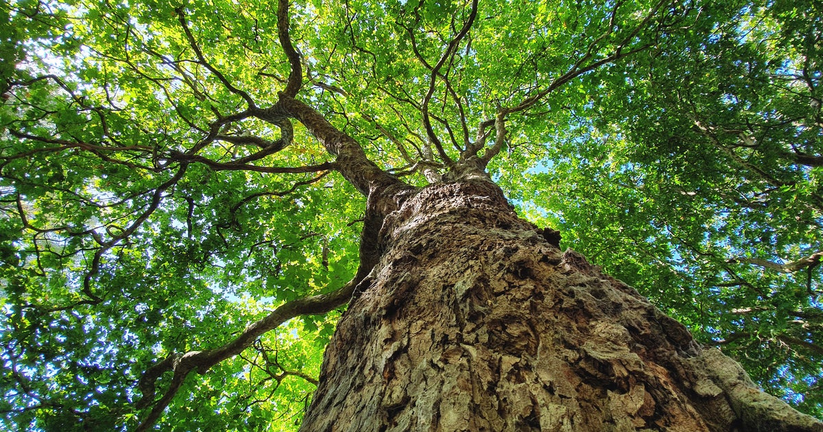 Gardening 101: When, Where And How To Plant Your Tree - CBS Texas