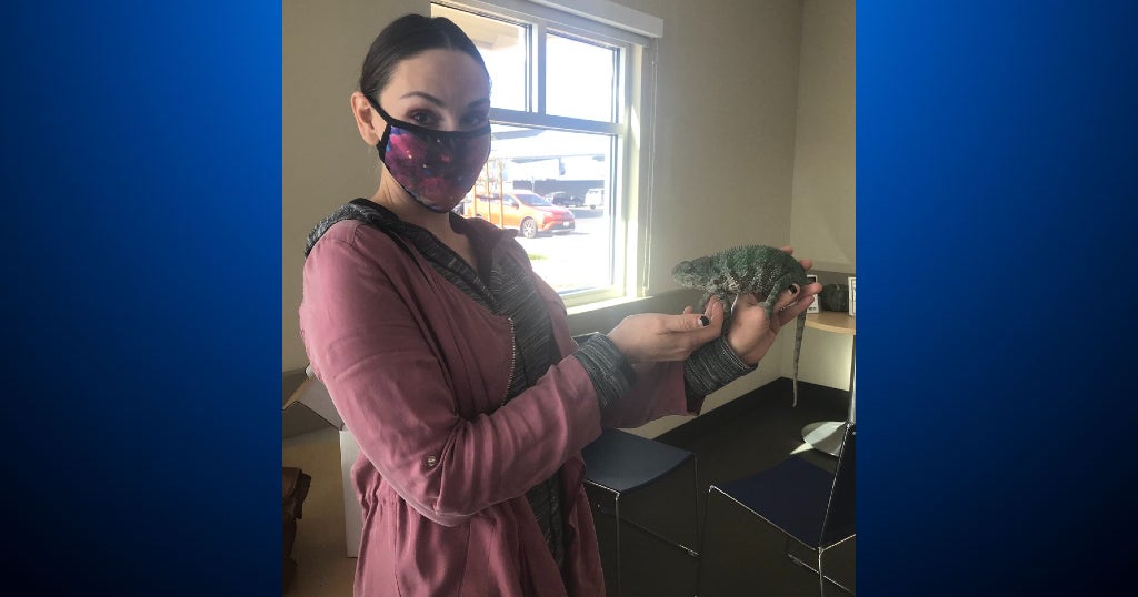 UPDATE: Chameleon Rescued From Power Line By Peninsula SPCA Reunited ...