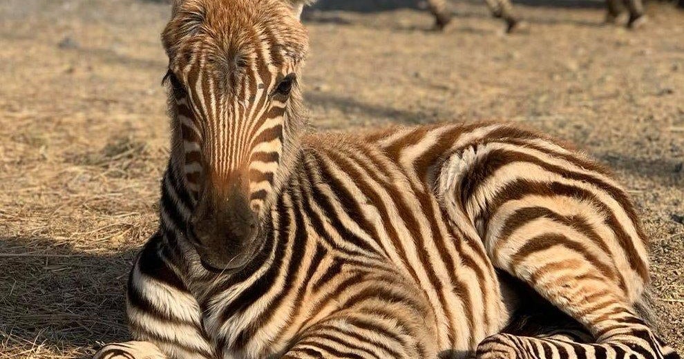 Fireworks believed to have led to young zebra's death at zoo - CBS News