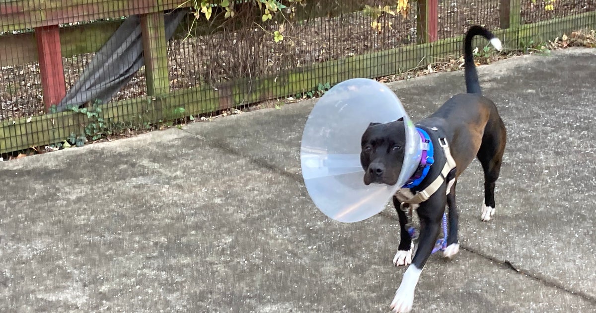 Sasha The Dog Is Up For Adoption At MDSPCA - CBS Baltimore