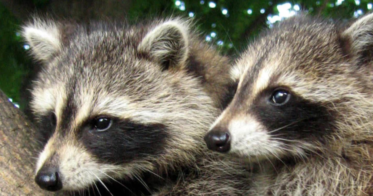 Are we making raccoons smarter? - CBS News