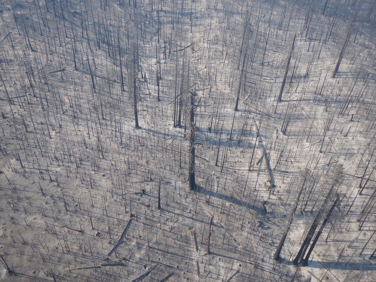 Severe wildfires burning 8 times more area in western U.S., study finds ...