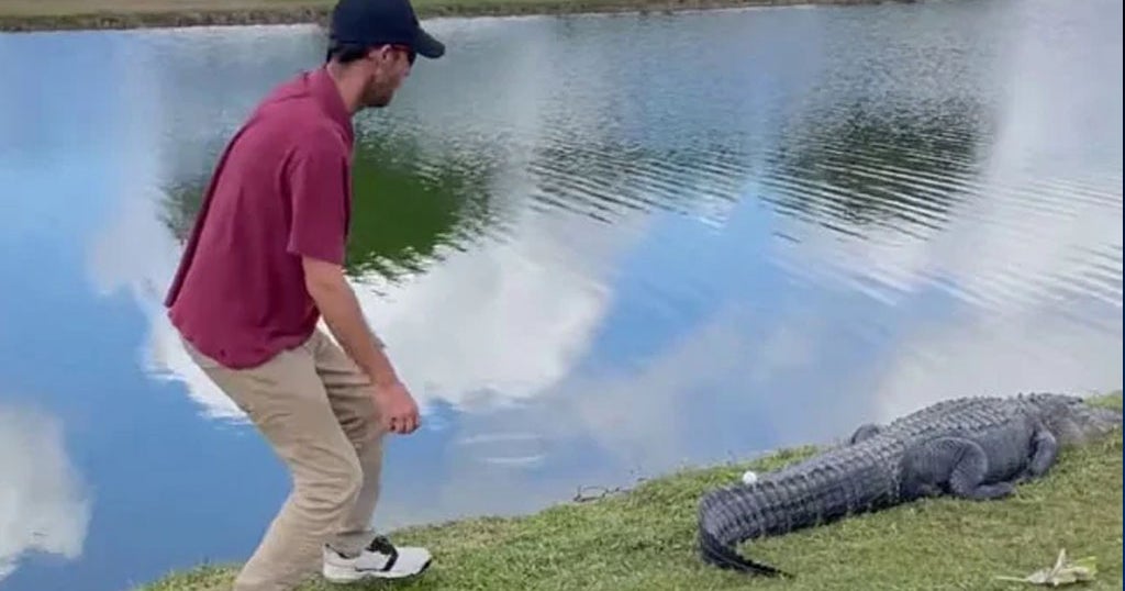 Florida Man Grabs Golf Ball That Landed On Alligator's Tail - CBS ...