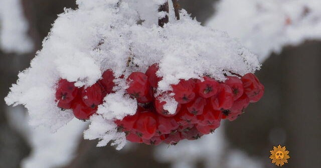 Nature: Winter scenes in Minnesota - CBS News