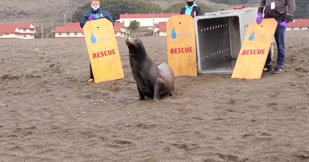 Injured Sea Lion Makes 'Miraculous Recovery' From Shark Bite, Returns ...