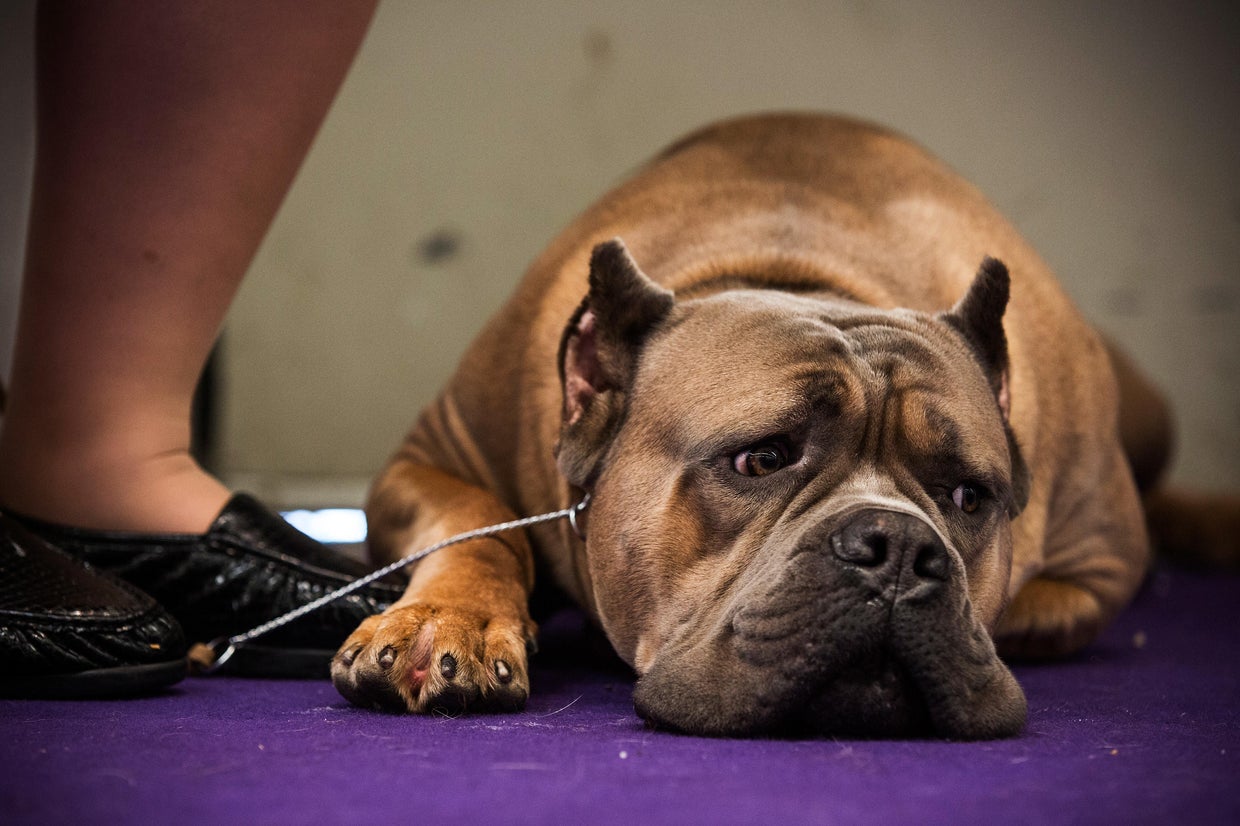 Newest dog breeds: From tiny toys to massive mastiffs