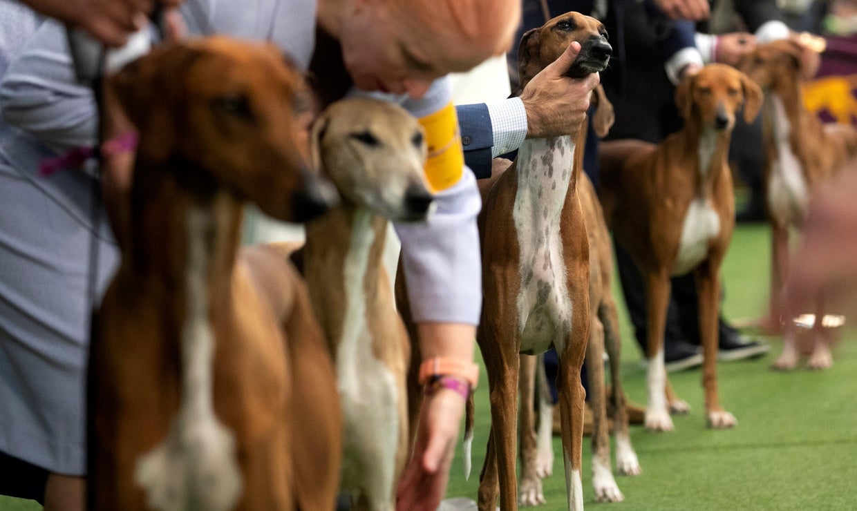 Newest dog breeds: From tiny toys to massive mastiffs