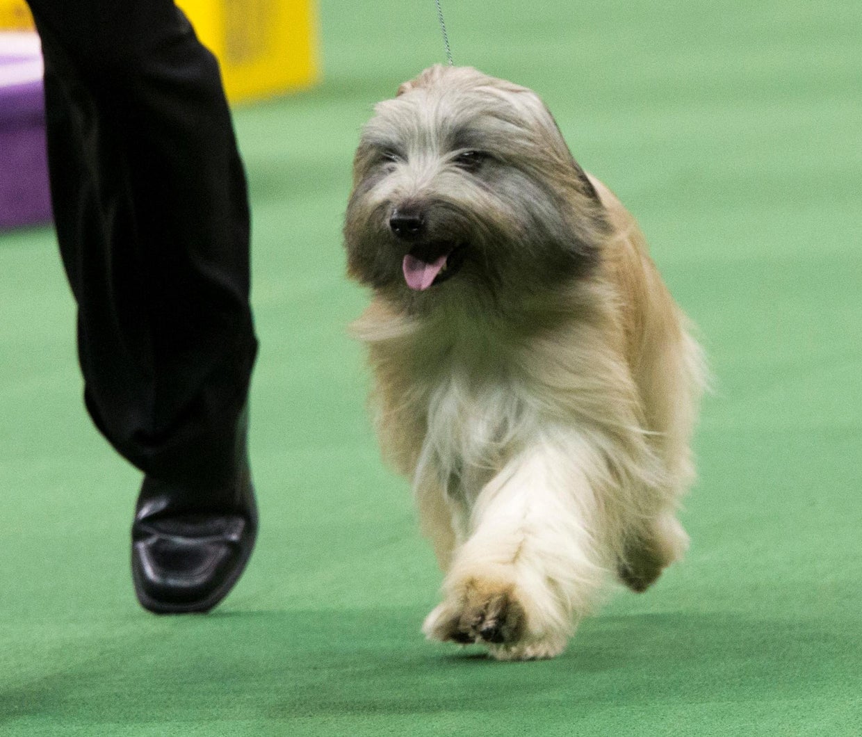 Newest dog breeds: From tiny toys to massive mastiffs