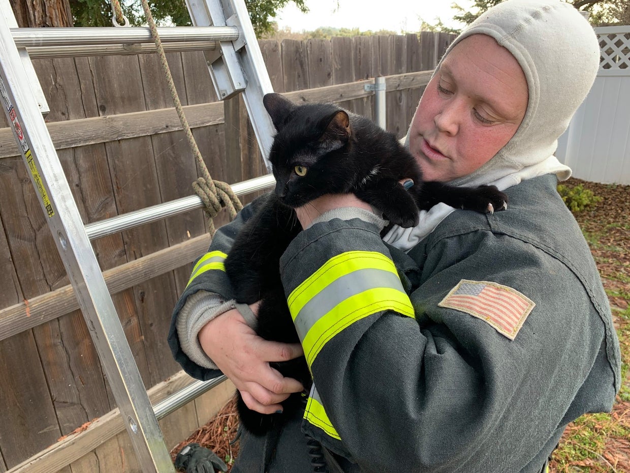 Jackson Firefighters Rescue Cat That Was Stuck In Tree For More Than A ...