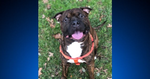 Tonka The Squishy Dog Is Up For Adoption At The MDSPCA - CBS Baltimore