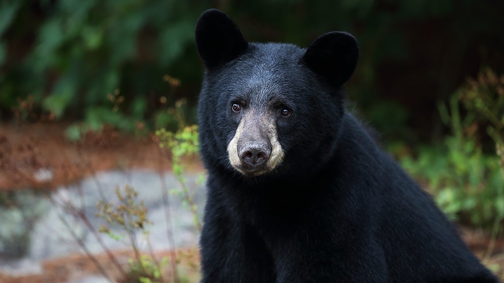 Black Bear news - Today’s latest updates - CBS Pittsburgh