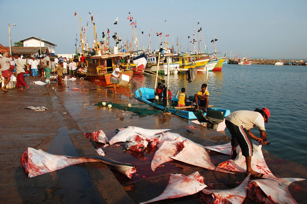 Global shark and ray populations have plummeted 71% in the past 50 ...