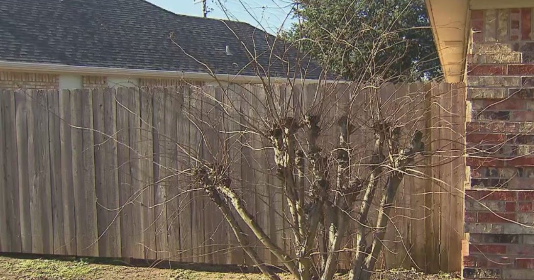 Gardening 101: Crepe Murder - CBS Texas