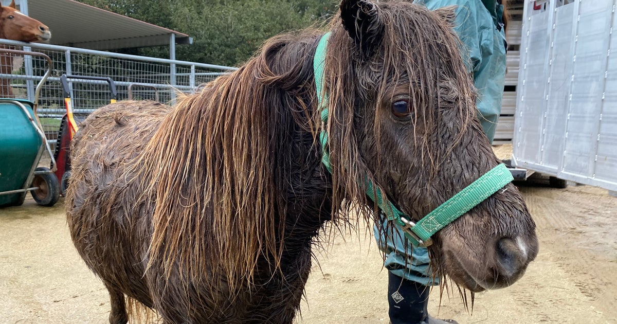 Two Horses Rescued In Monterey County After Being Stuck in Mud For 18 ...