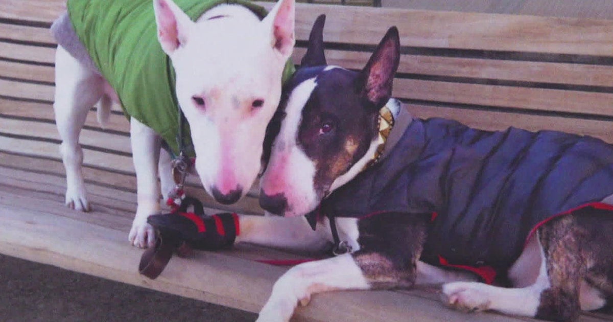 "When Harry Met Minnie": A NYC fairy tale of puppy love and friendship ...