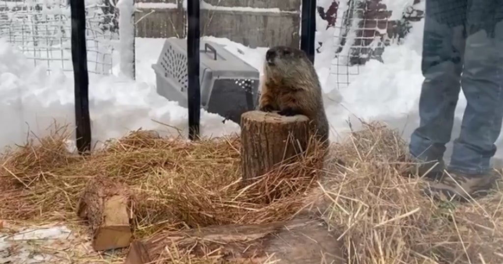 Massachusetts Groundhog 'Ms. G' Does Not See Her Shadow, Predicting ...