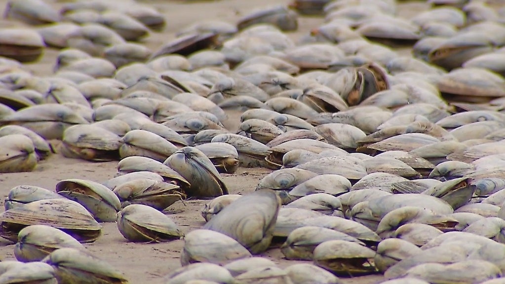 'Not Safe To Eat': Thousands Of Clams Washed Up Onto Revere Beach After ...