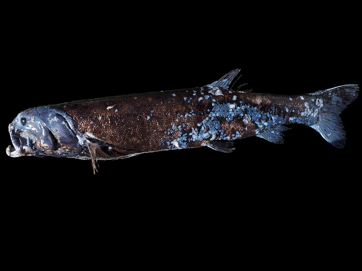 Scientists stumbled onto toothy deep-sea "top predator," and named it ...