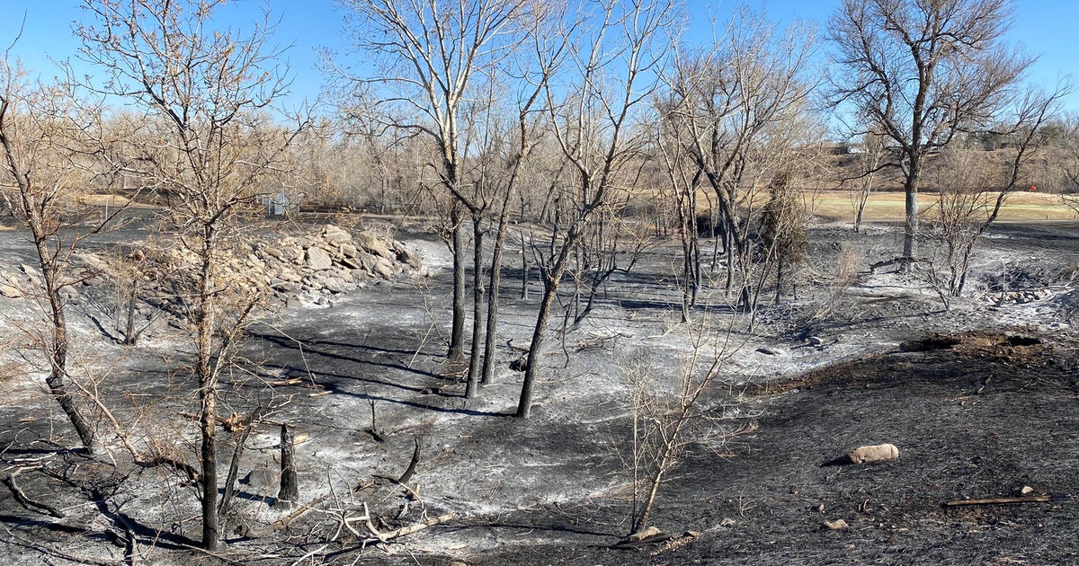 Cottonwoods Chopped Down After More Than 500 Acres Burned In Morrison ...