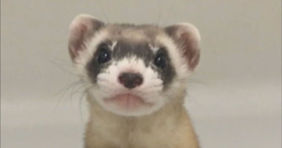 Cloned Black-Footed Ferret 'Elizabeth Ann' Could Help Determine Fate Of ...
