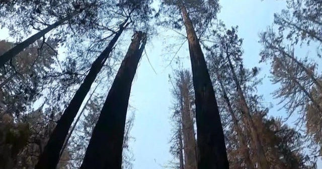 California's iconic redwoods threatened by climate change - CBS News