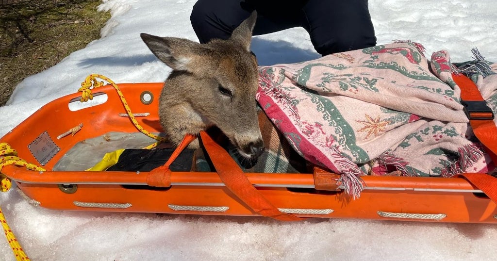 Boxford Rescuers, Good Samaritans Team Up To Save Deer That Fell ...