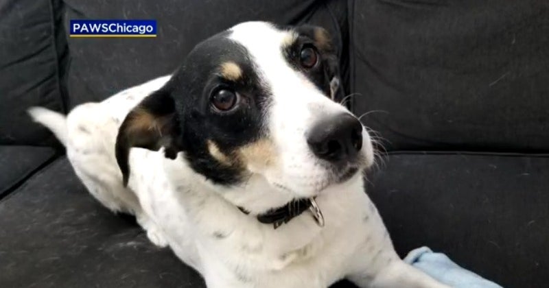 PAWS Pet Of The Week: Sassy - CBS Chicago