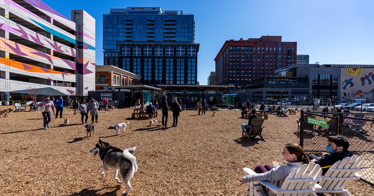 Bark Social 'Dog Bar' Opens In Maryland - CBS New York