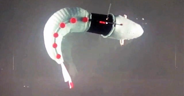 MIT engineers create autonomous, self-contained "soft robotic fish ...