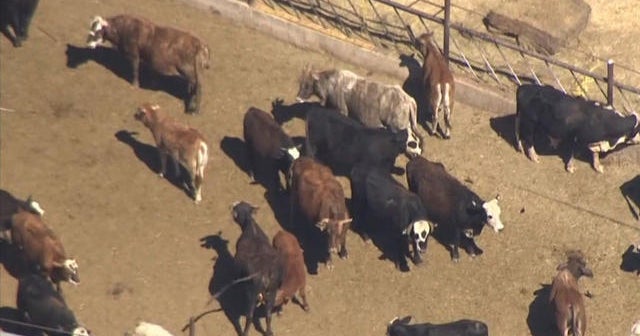 Armed protesters head to Nevada in fight over cattle ranch - CBS News