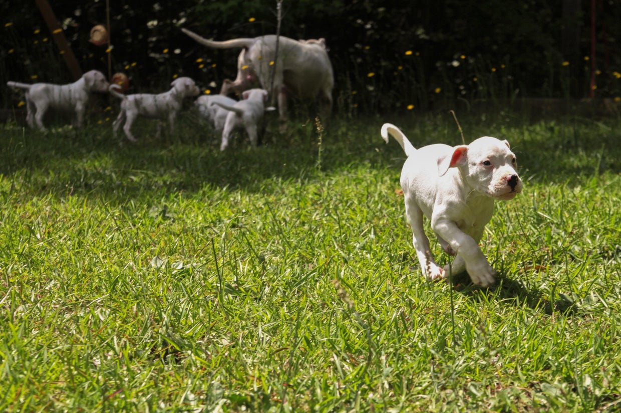 The most popular dog breeds in America