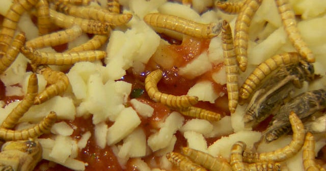 Belgian restaurant tops pizza with insects - CBS News
