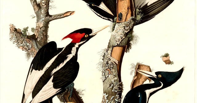 The return of "extinct" species - CBS News