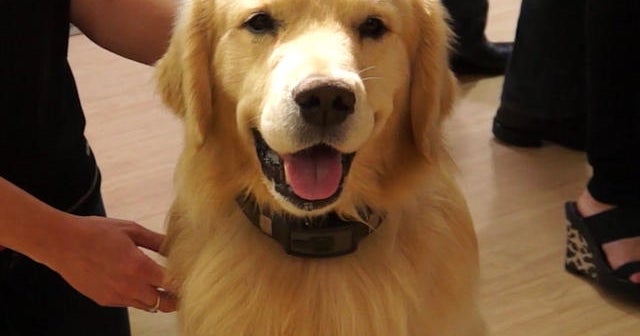 Wearable tech for pets? Health monitoring is not just for humans ...