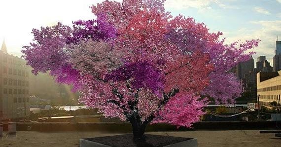 Syracuse professor grows 40 different fruits on one tree - CBS News