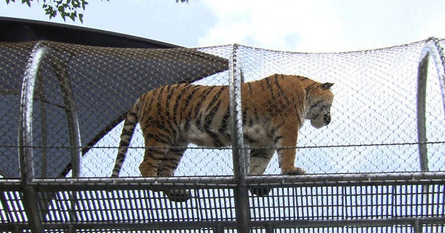 Zoo builds above-ground trails that allow animals to roam more freely ...